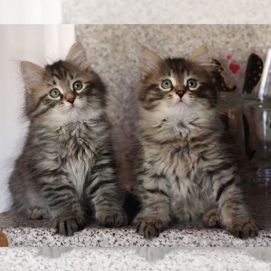 Сибирские котята