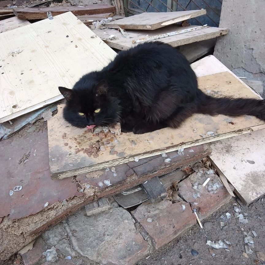 Пристраивается в добрые руки