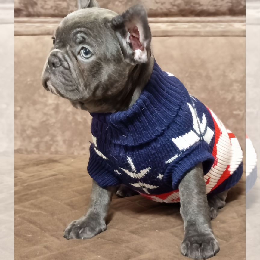 Французский бульдог, щенок