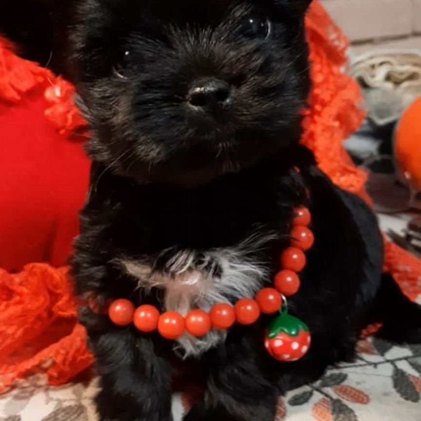 Йорк чёрный девочка