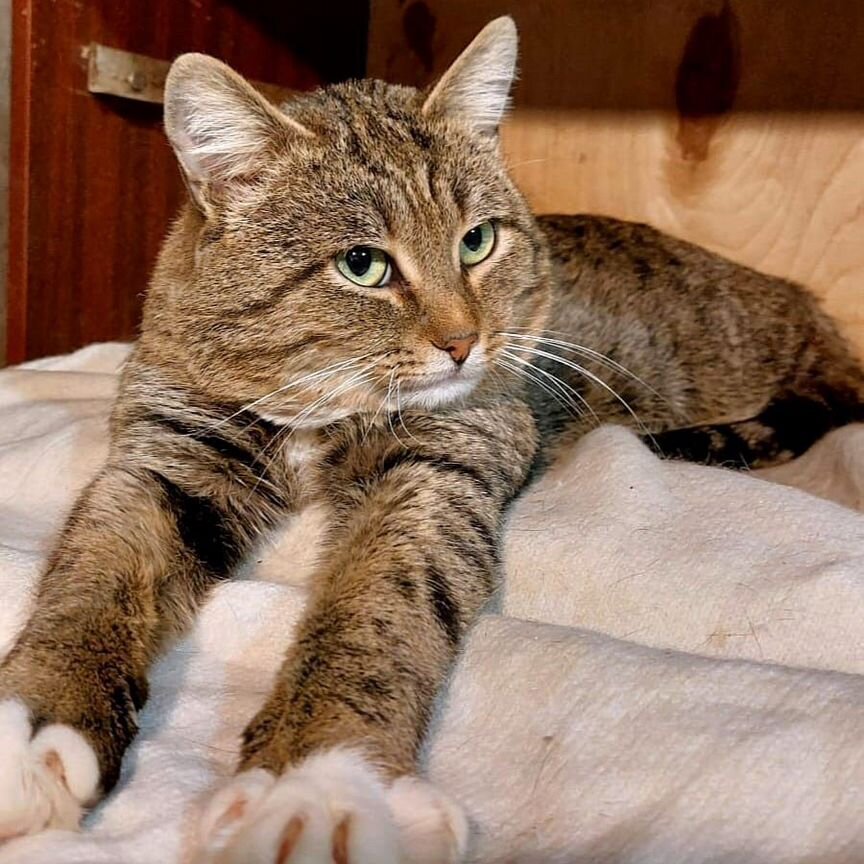 Шикарный кот Женька