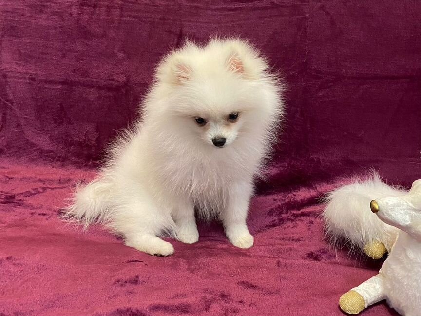 Шпиц мини девочка