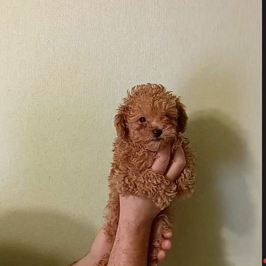 Пудель тойчик маленький гномик