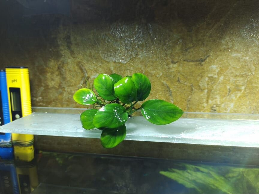 Аквариумные растения