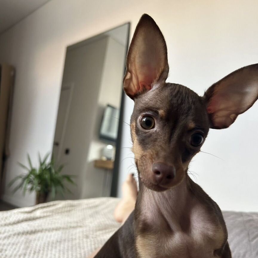 Друг ищет семью