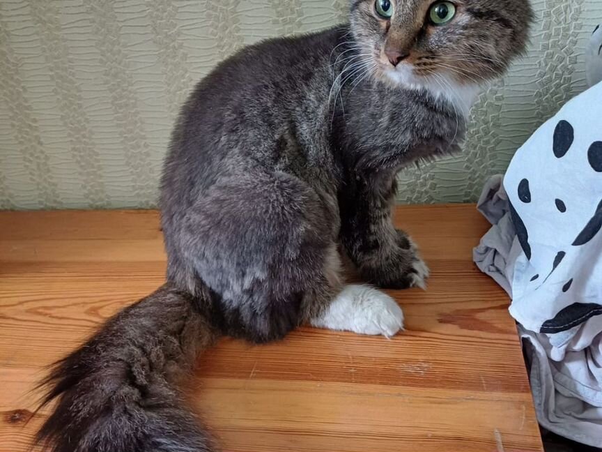 Кот ухоженный потеряшкин