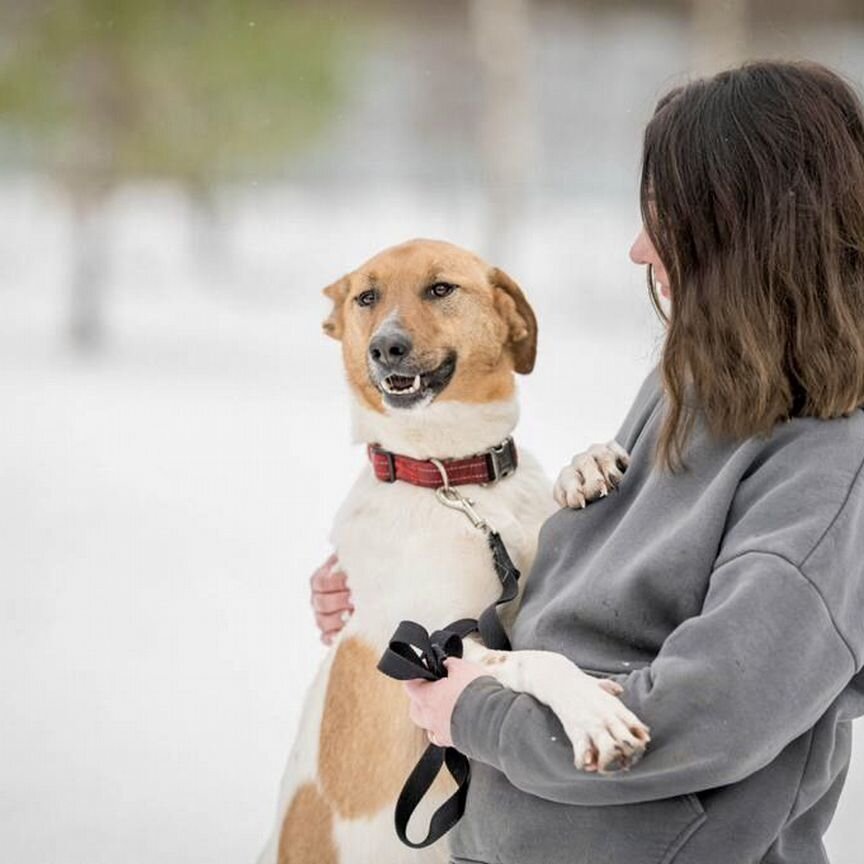 Отдам в добрые руки