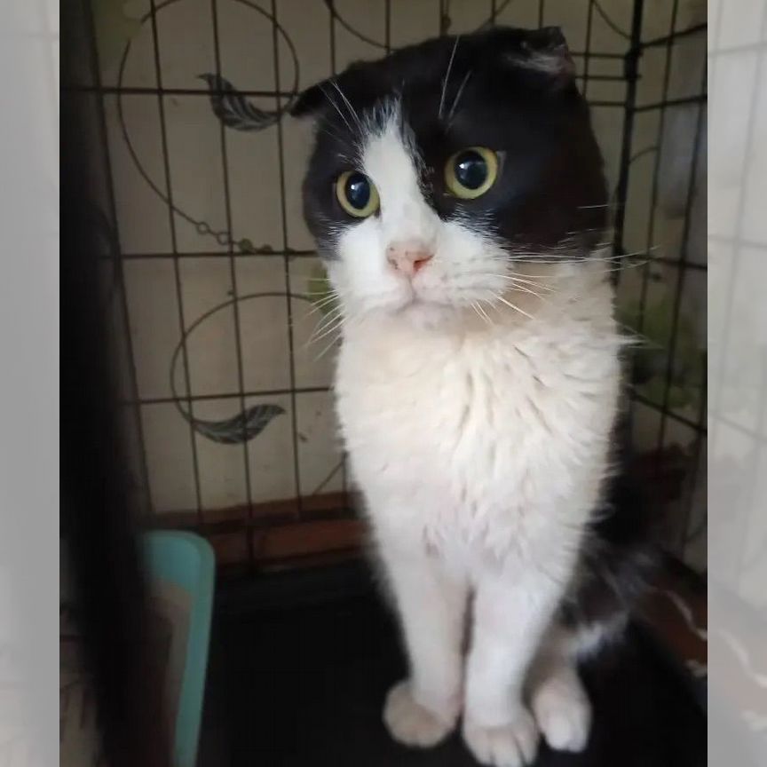 Шотландский вислоухий короткошёрстный, взрослый кот