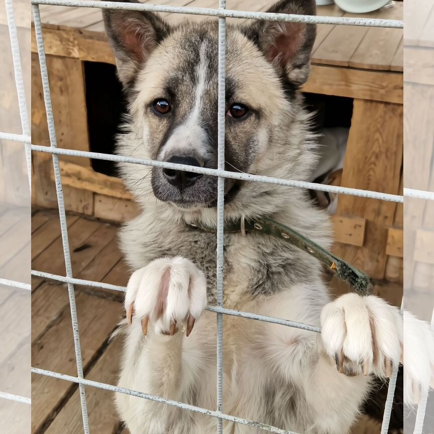 Взрослая собака в добрые руки