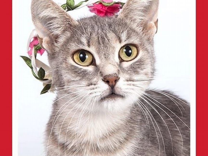 Котята в добрые руки бесплатно