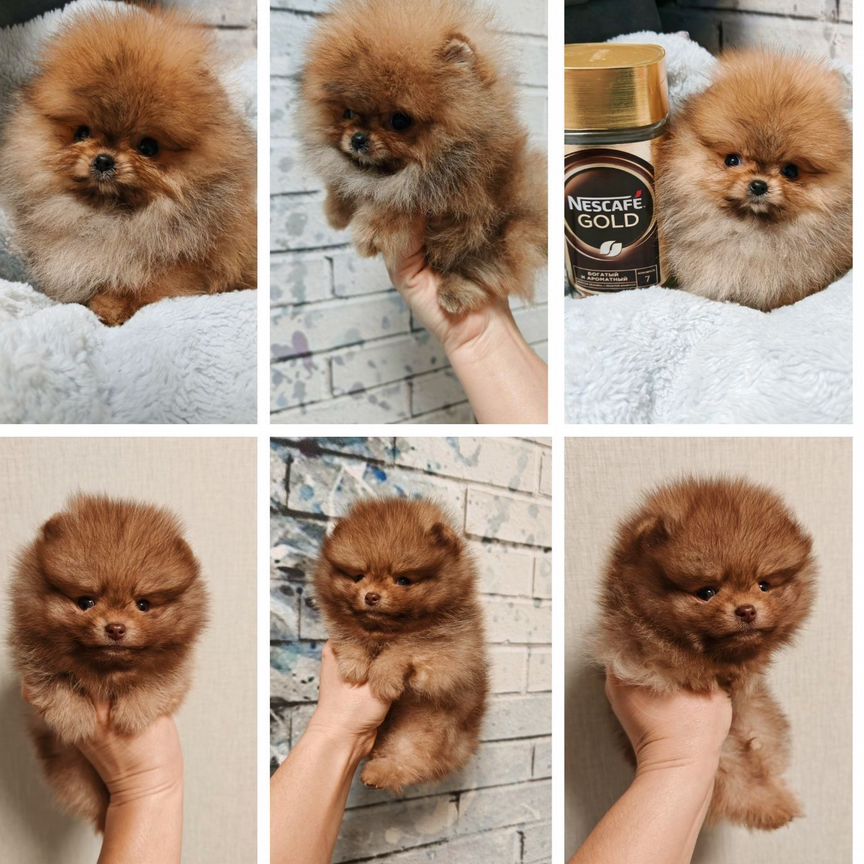 Щенки мини пом