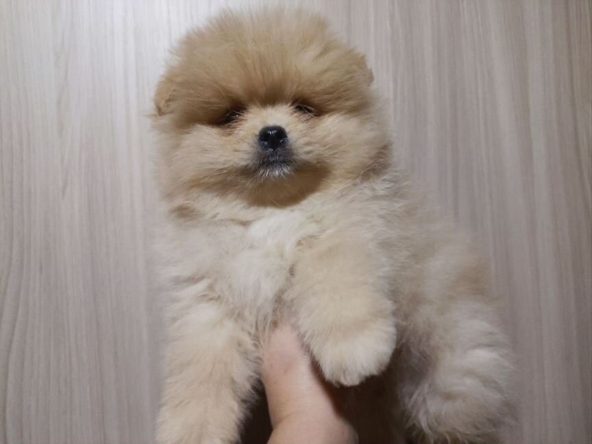 Толстопопик. Мишка. Документы