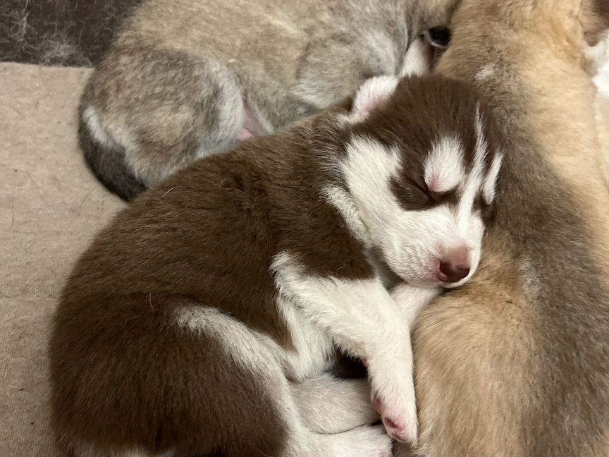 Щенки сибирской хаски