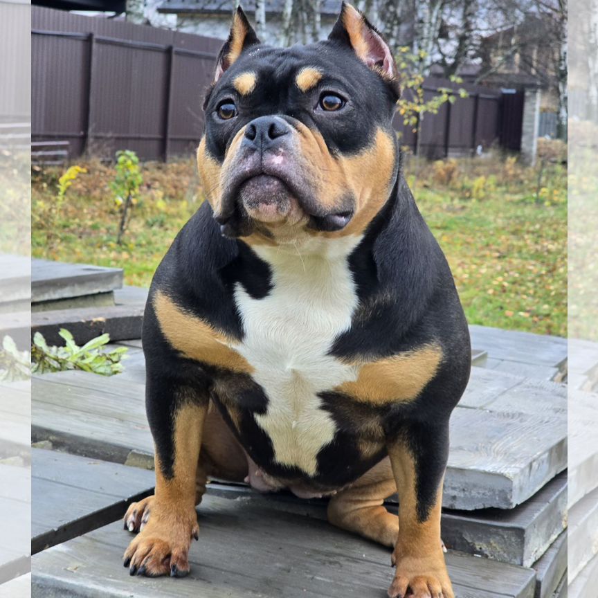 Американский булли, щенок