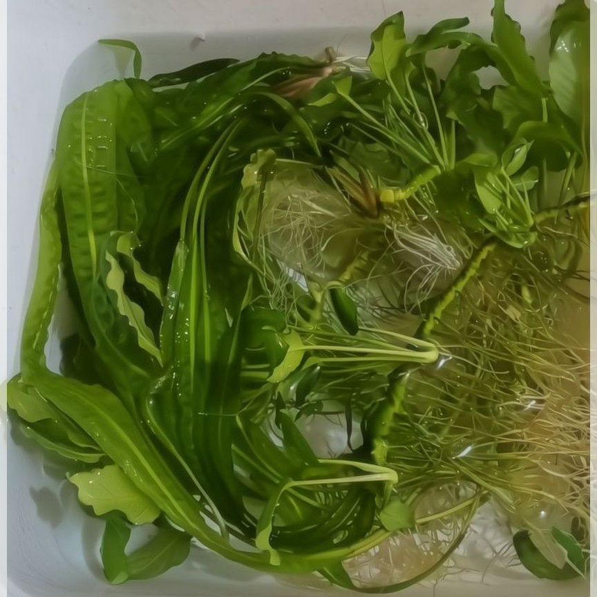 Аквариумное растение