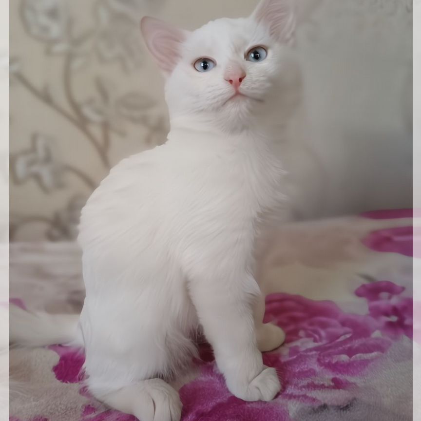 Котенок