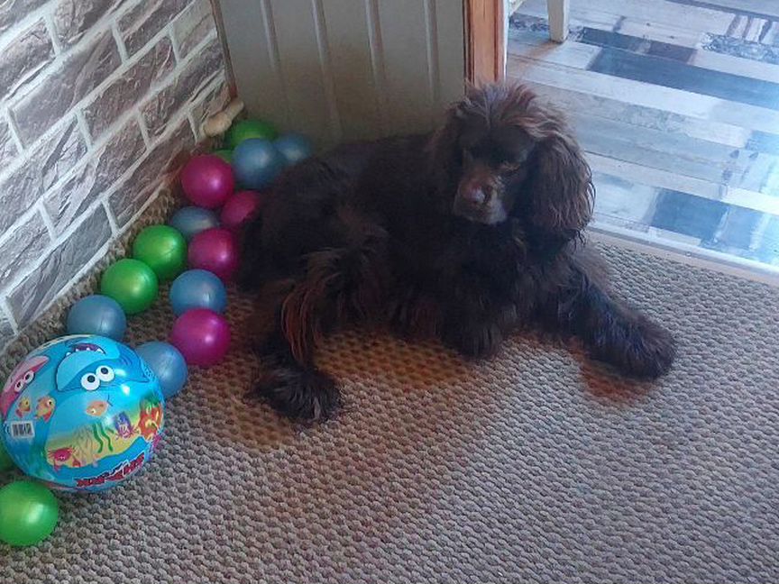 Вязка собак кокер спаниель