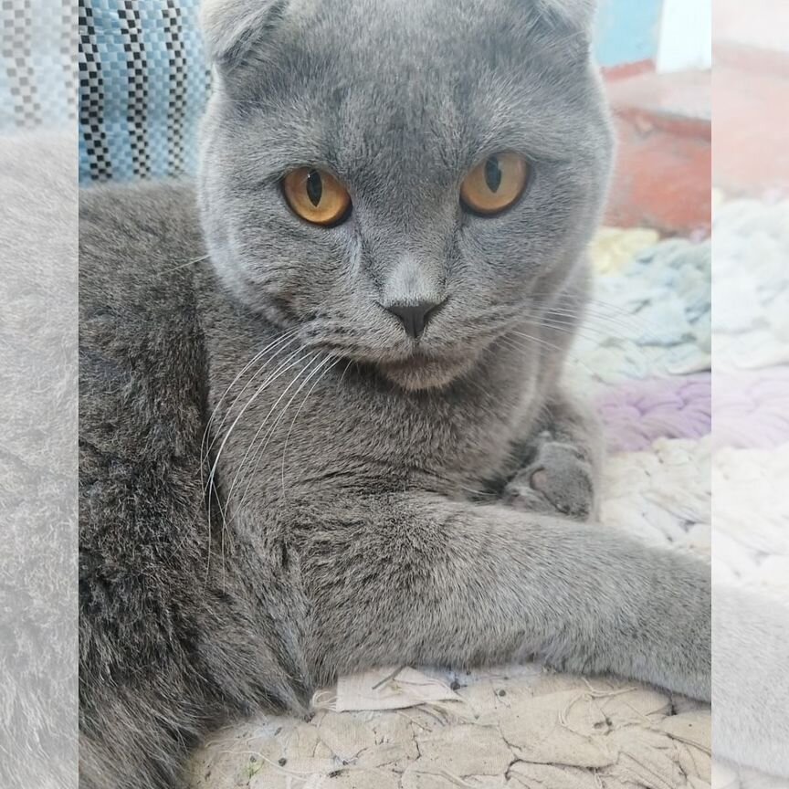 Британская вислоухая кошка