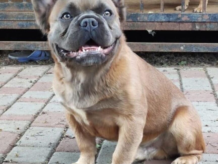 Французский бульдог флаффи вязка