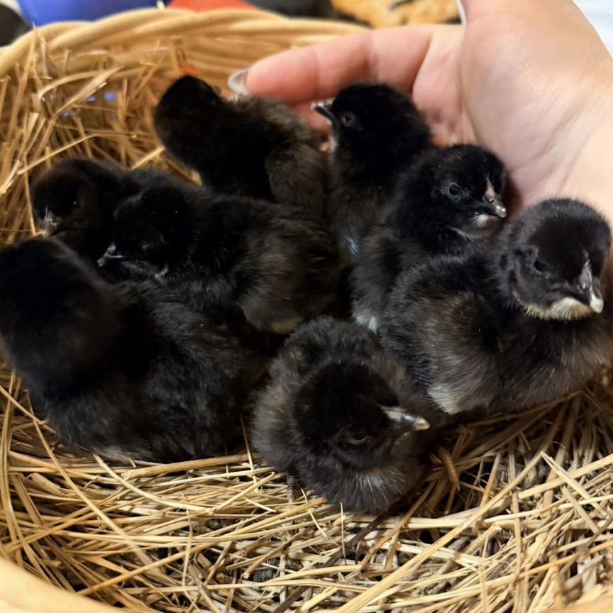 Амераукана пасхальные цыплята