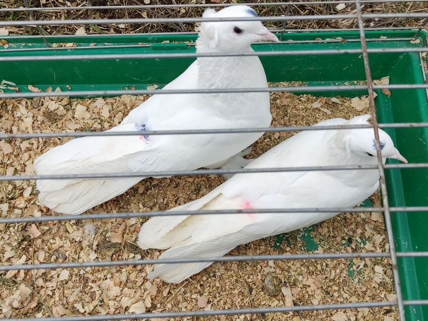 Голуби широкохвостые и старопородние