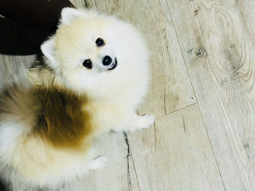 Померанский шпиц мини вязка