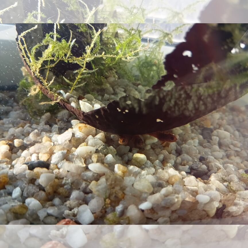 Цихлиды малавия