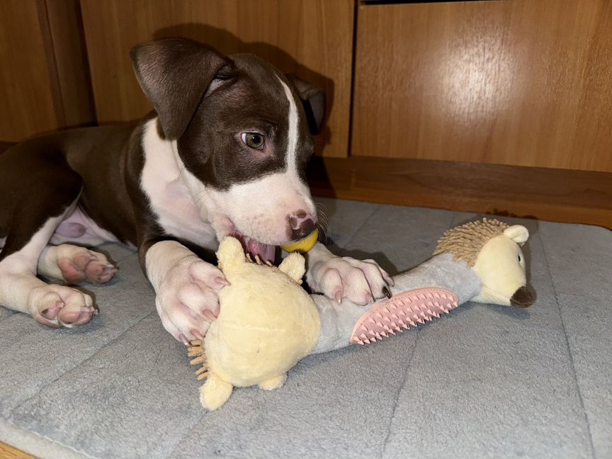 Щенок питбуля