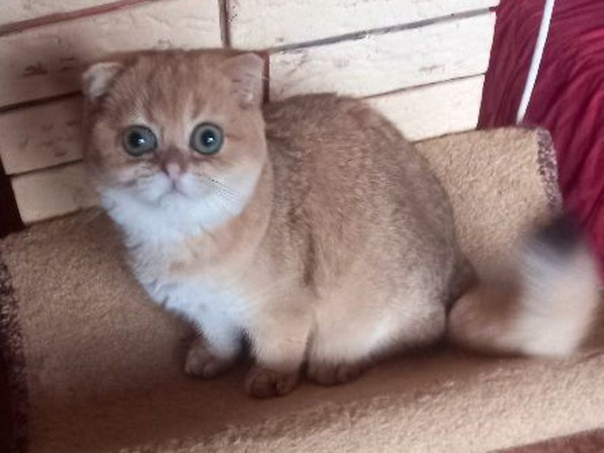 Котенок окраса золотая шиншилла