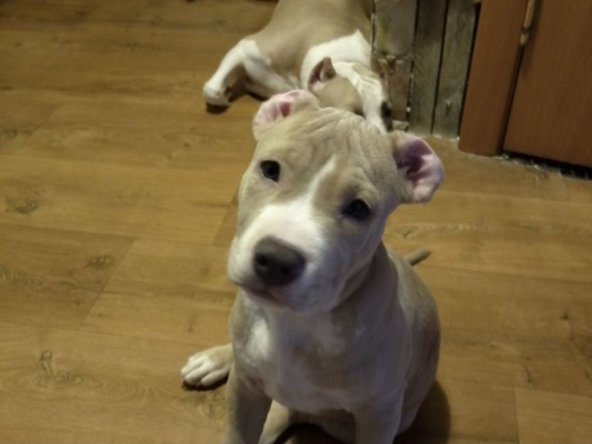 Щенки стаффорда