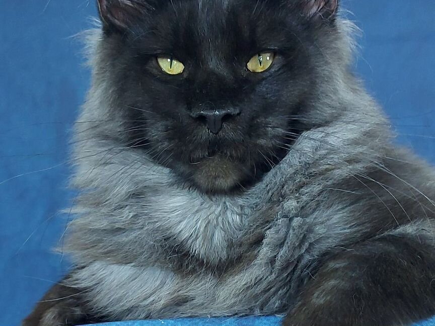 Котик ns. Крупные линии разведения