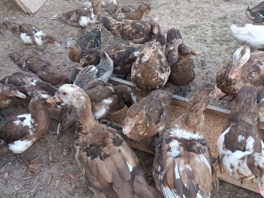 Мускусные утки