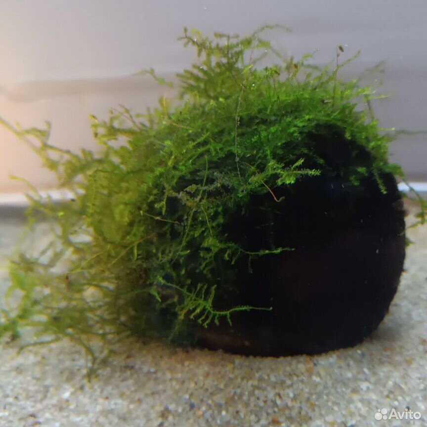 Мох на кокосе