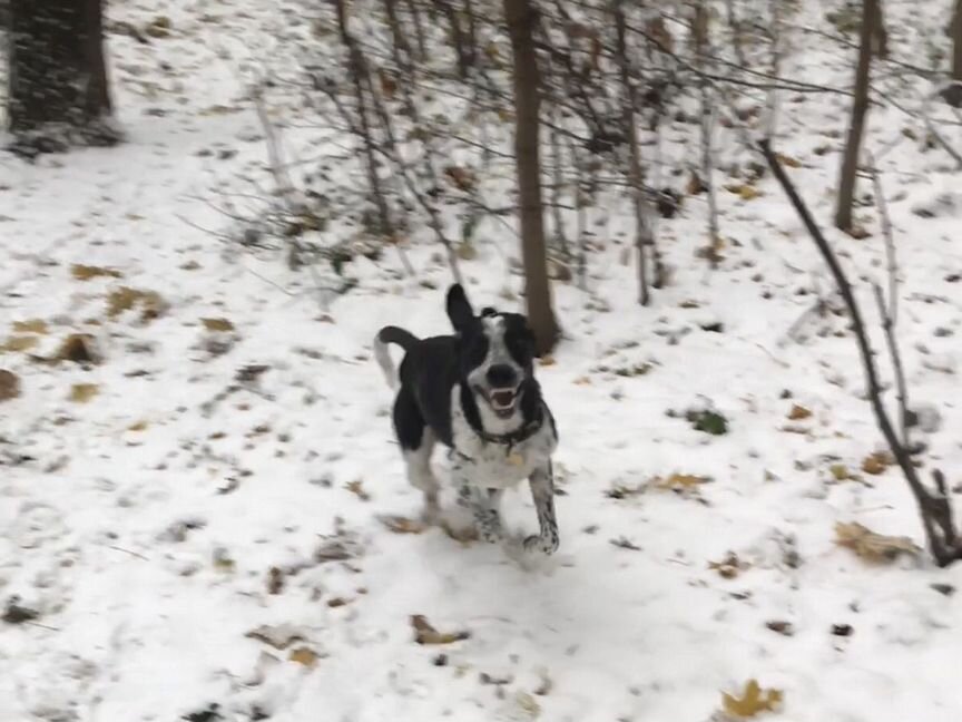 Щенок куцрцхаара в добрые руки