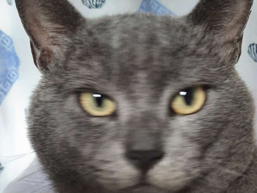 Русская голубая коты фенотип