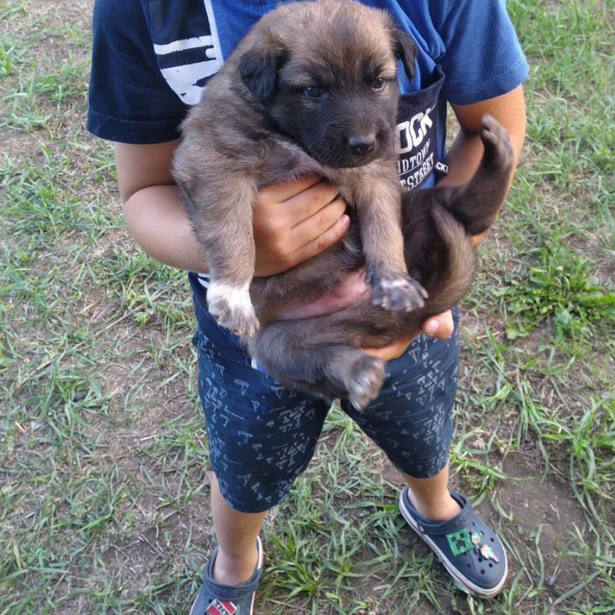 Щенок в добрые руки бесплатно