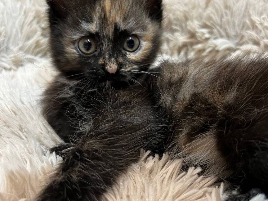 Котенок для удачи и счастья в доме