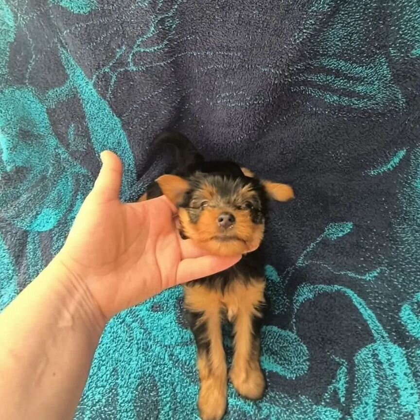 Щенок от частного владельца