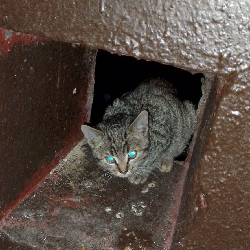 Котёнок замерзает на улице