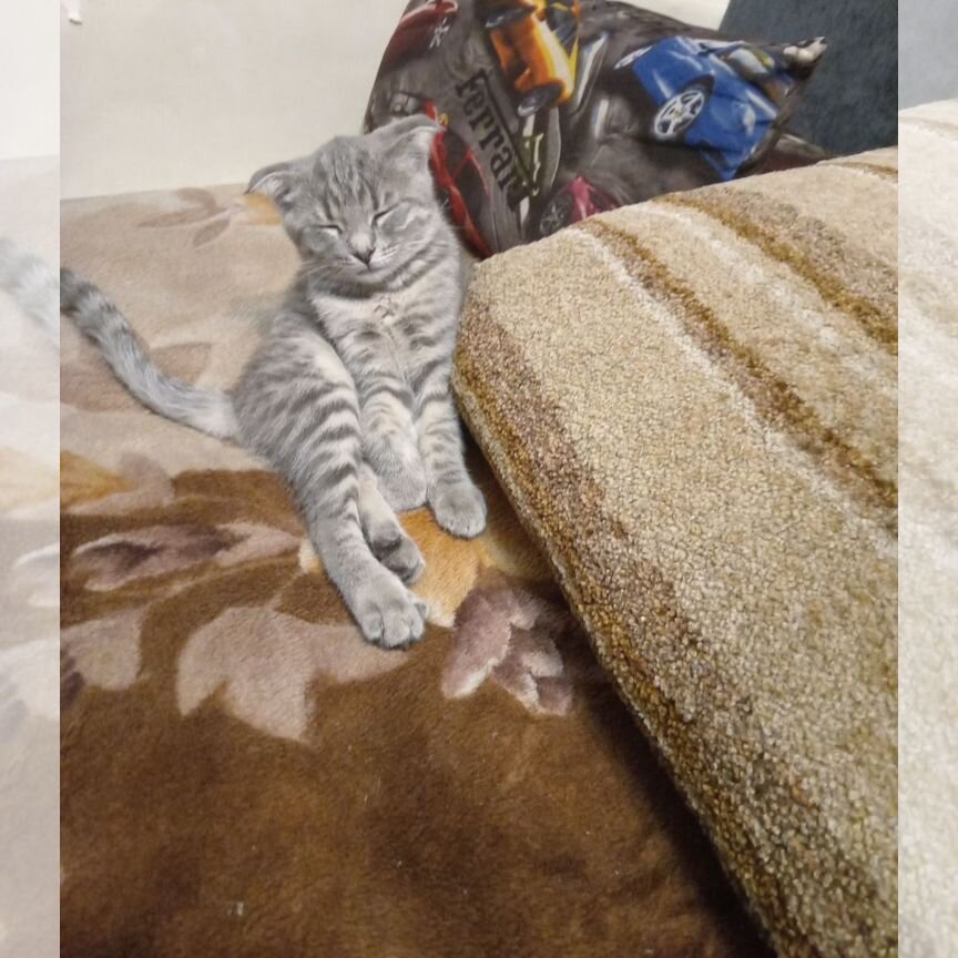 Шотланская вислоухая