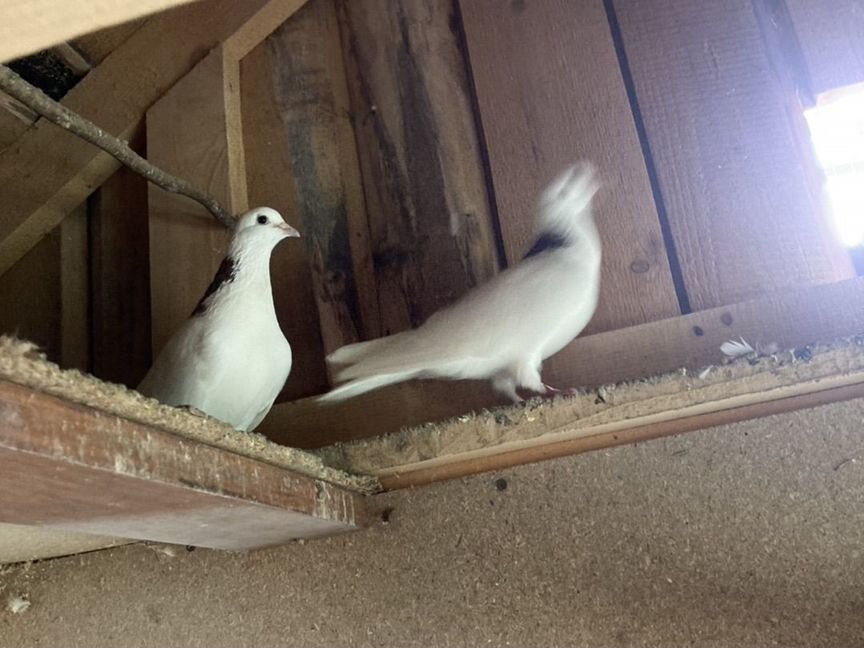 Продажа голубей