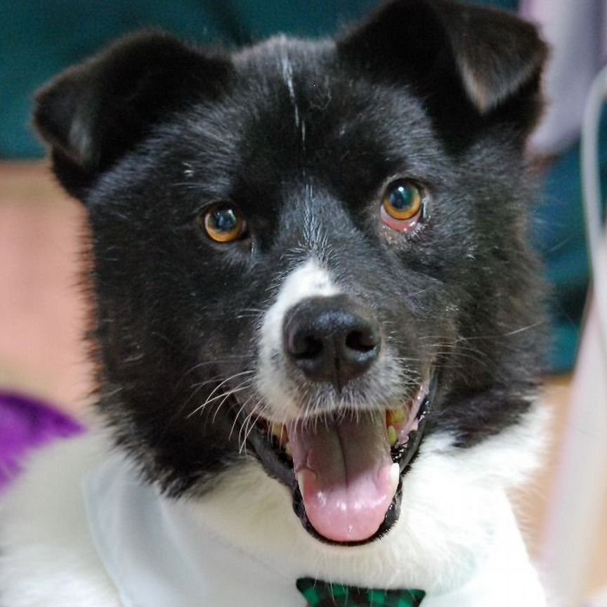 Пёс с тяжёлой историей в добрые руки