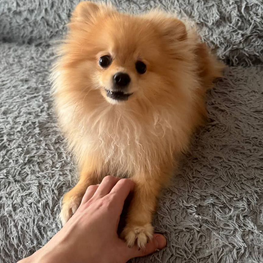 Померанский шпиц, щенок