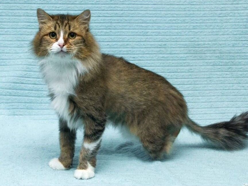 Котик, малыш инвалид, без одной лапки, ищет семью