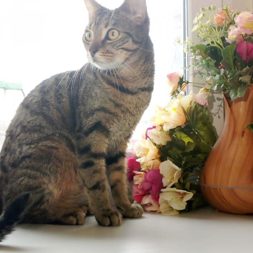 Котик Джери в добрые руки