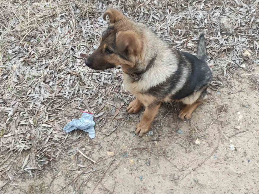 Щенок мальчик в добрые руки