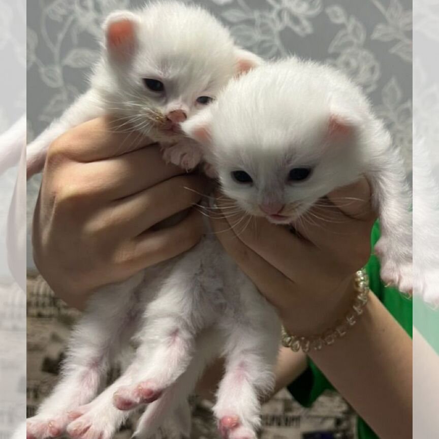Котята турецкой ангоры Керчь
