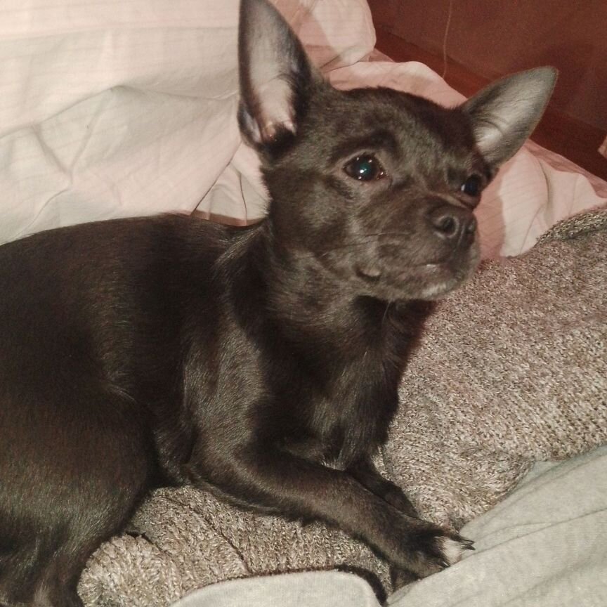 Щенок 6 месяцев чихуахуа