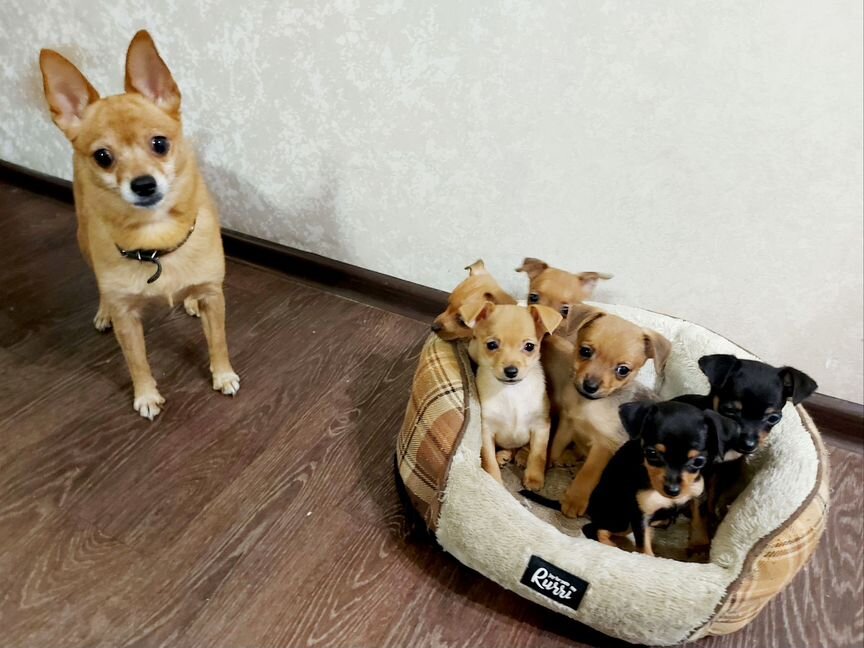 Щенята чихуахуа