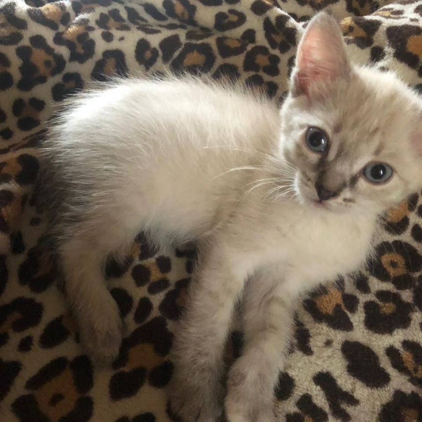 Тайская кошечка